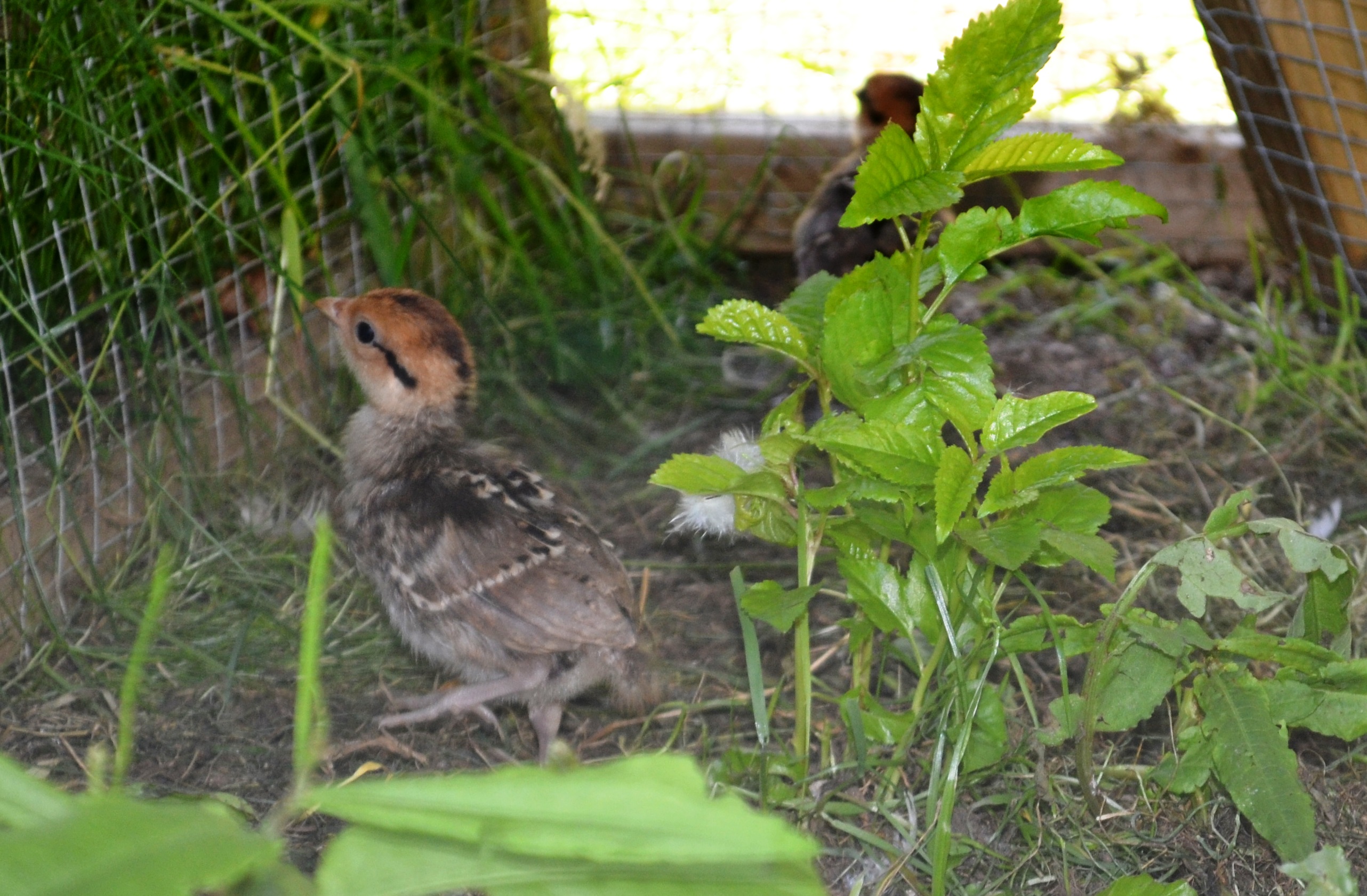 Siamese fireback chicks at Sudeley Castle - Winchcombe; a historic ...