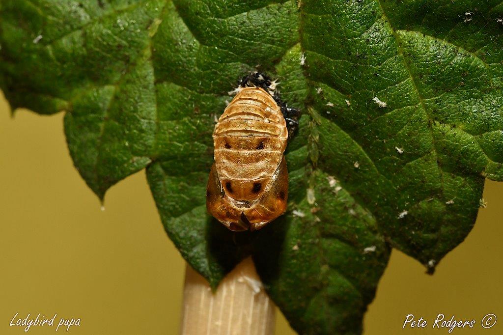 Ladybird pupa - Winchcombe; a historic Cotswold town with charm and style